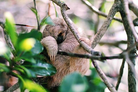 Daniel Johnson's Monkey & Sloth Hangout