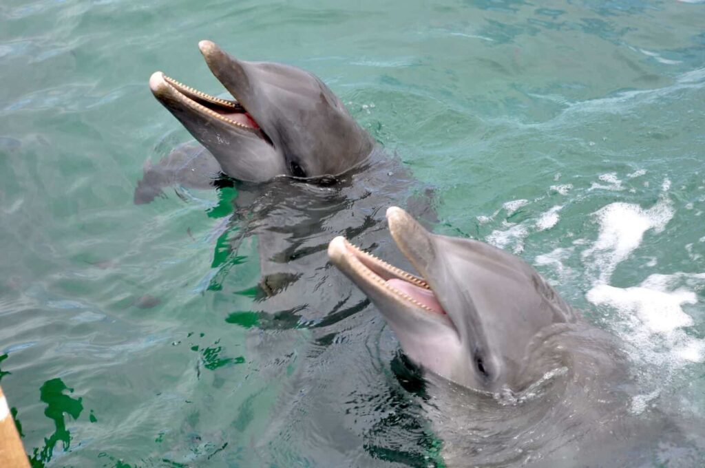 Roatan Dolphin Swim & Snorkel - Discover Roatan Excursions & Tours