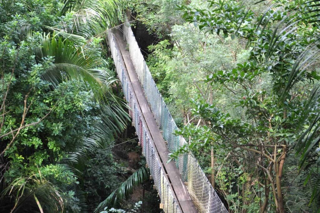 Mayan Jungle Canopy Zipline - Discover Roatan Excursions & Tours