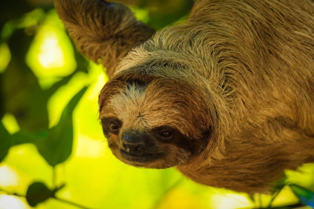 AJ's Monkeys & Sloths